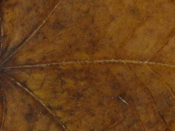 texture 0016 - Texturelib